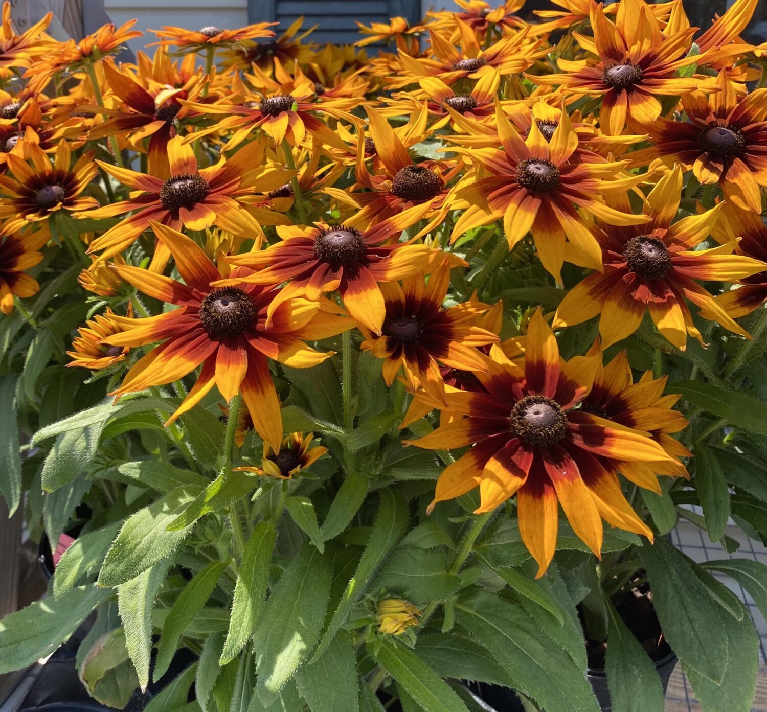 Our Stunning Echibeckia Summerina Sunreef Available in Annuals ...