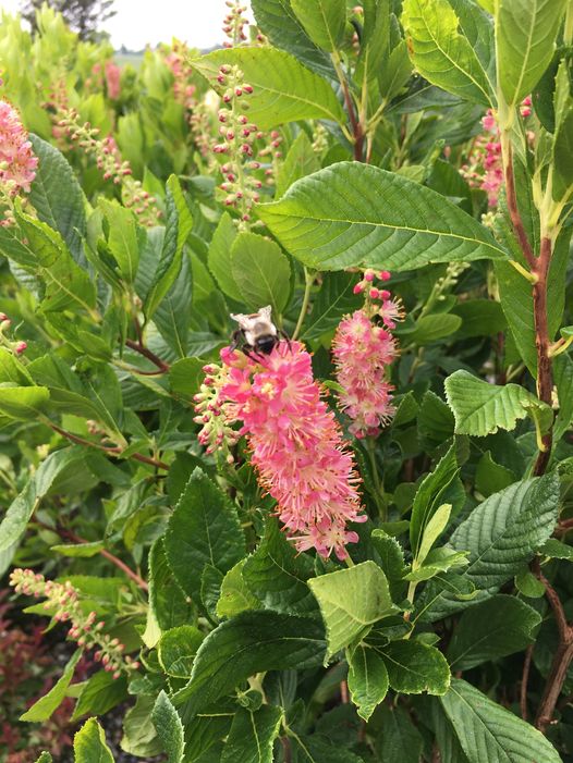 Beautiful Clethra Available Now in the Nursery - Kingsdene Nurseries ...