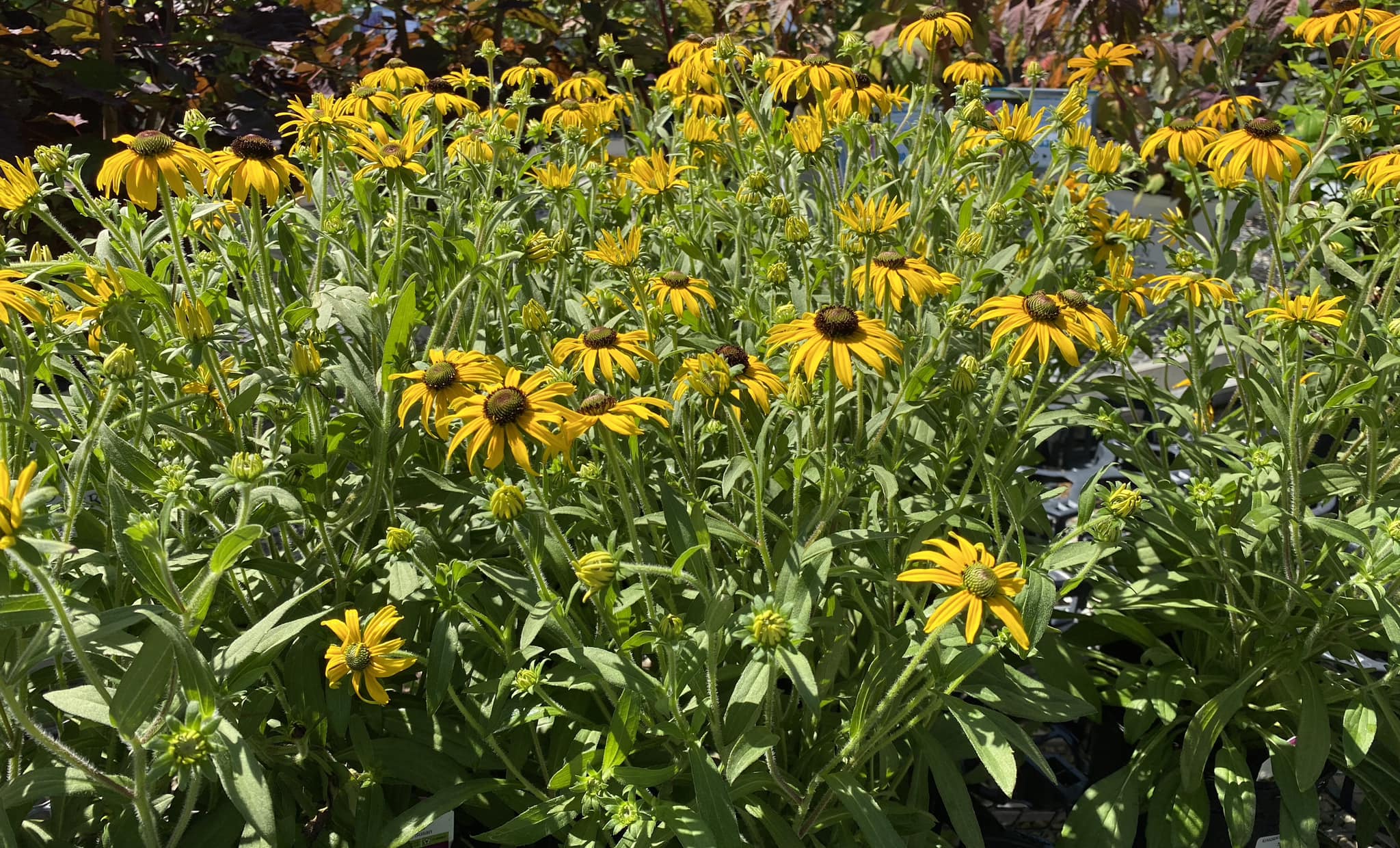 Kingsdene Nursery & Garden Center News & Tips