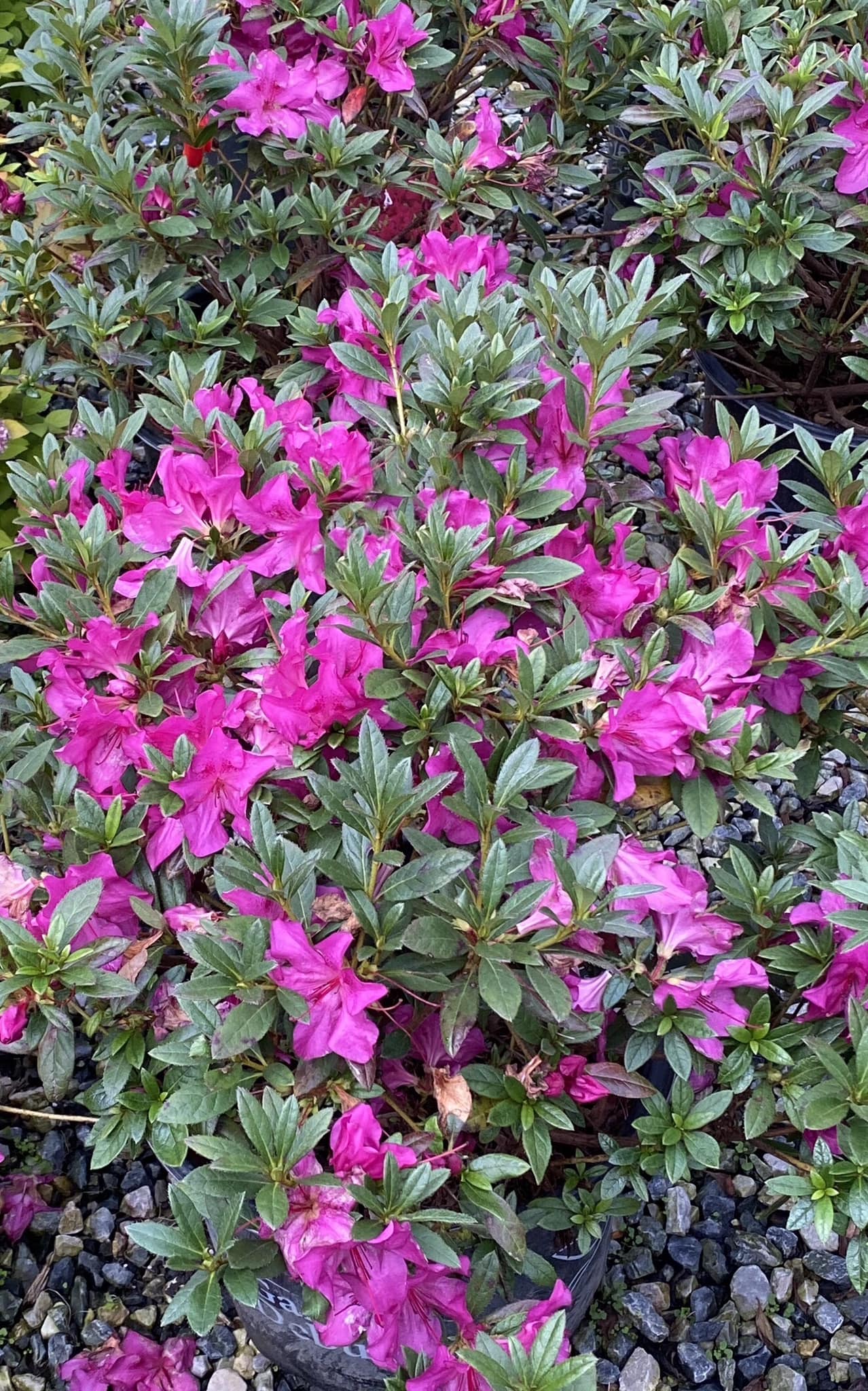 Kingsdene Nursery & Garden Center News & Tips