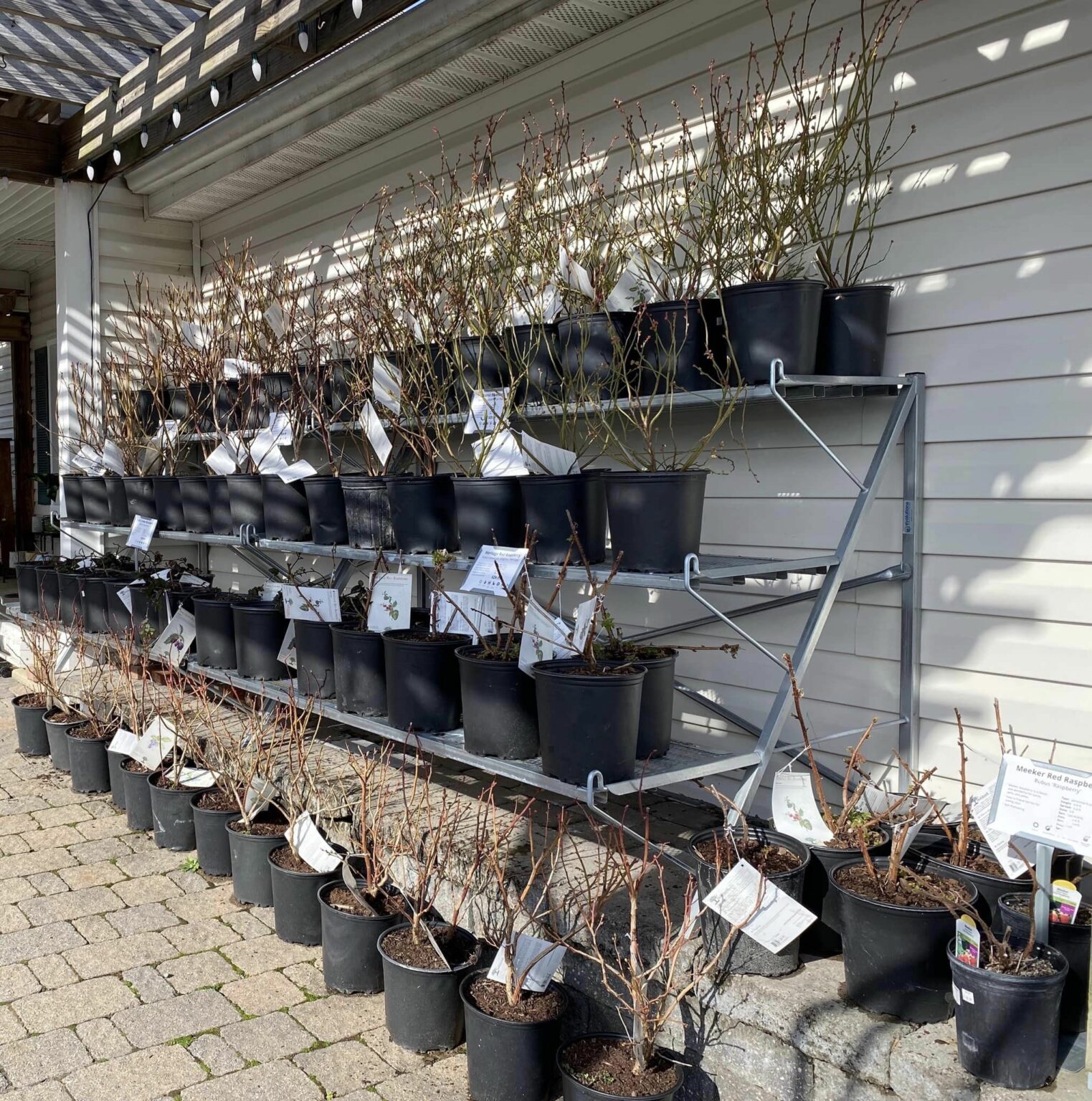 Kingsdene Nursery & Garden Center News & Tips