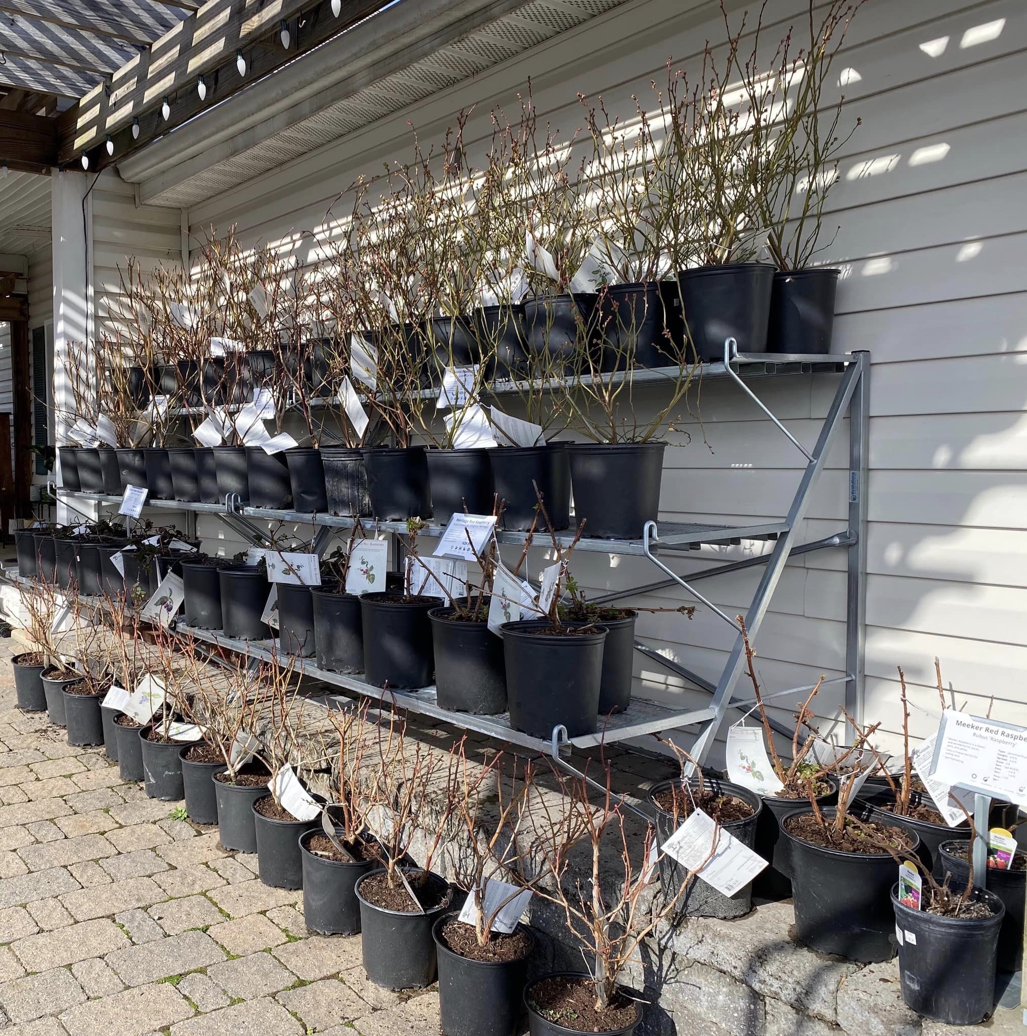 Kingsdene Nursery & Garden Center News & Tips