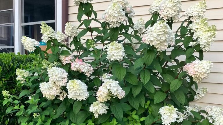 Firelight Hydrangea for Late Summer Color - Kingsdene Nurseries and ...