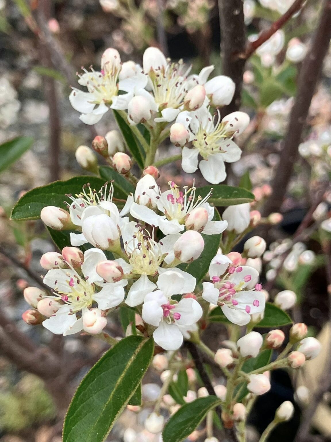 Kingsdene Nursery & Garden Center News & Tips